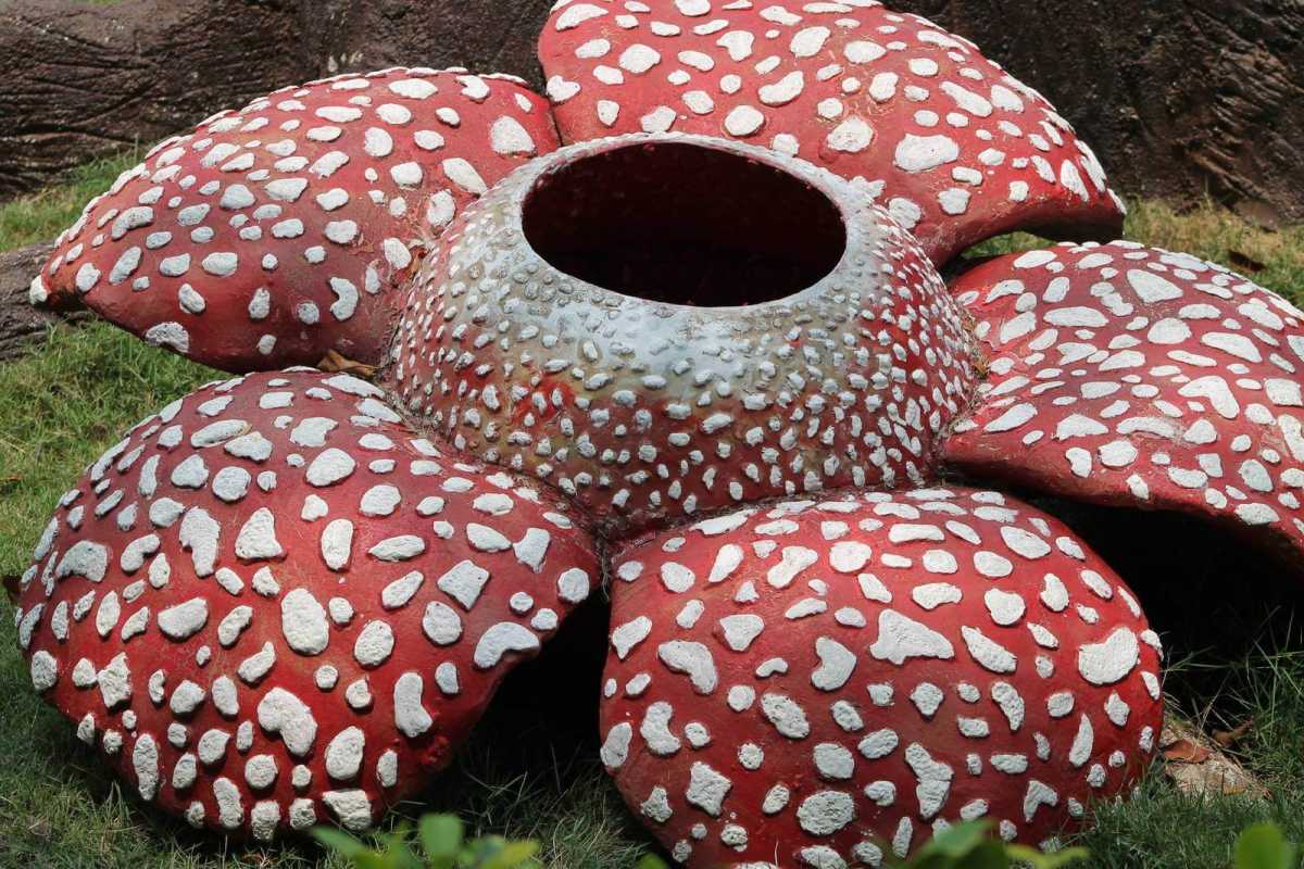 MLDSPOT | 3 Tempat di Indonesia untuk Melihat Bunga Rafflesia