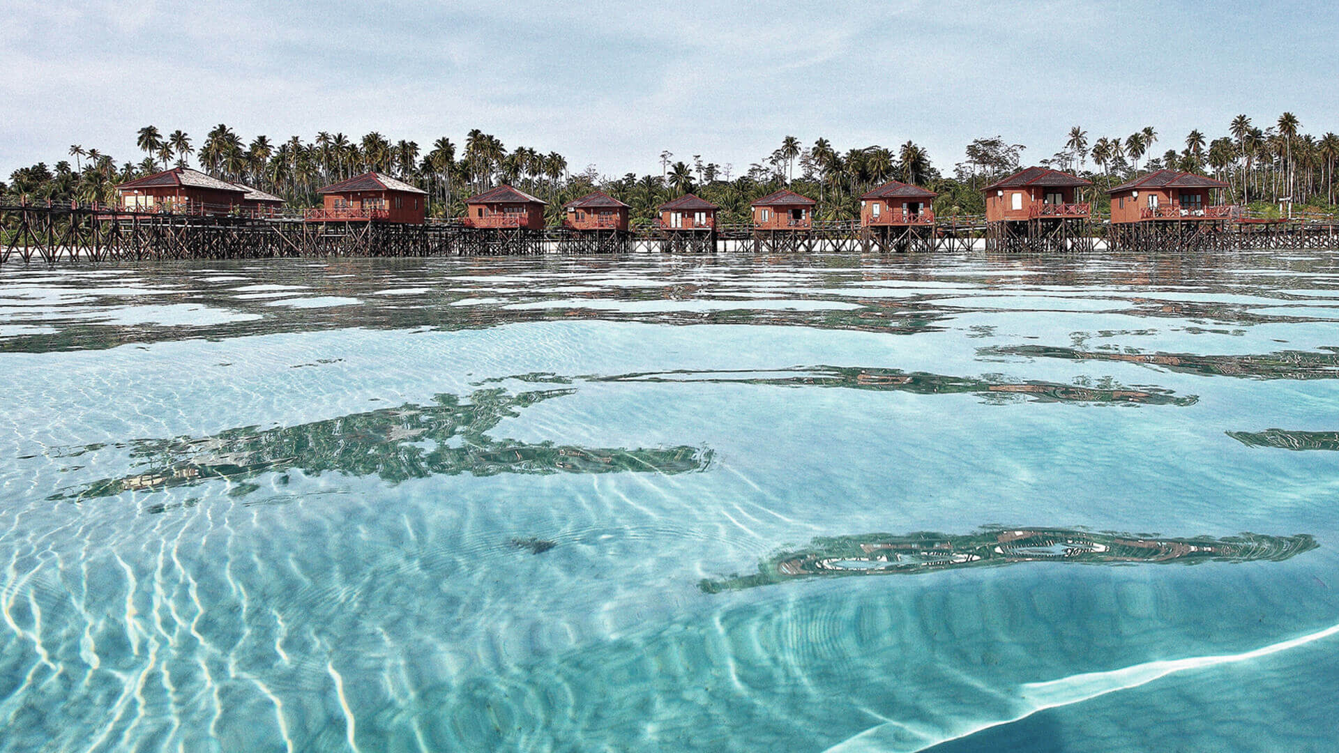 MLDSPOT | Fauna Penghuni Surga Bawah Laut Kepulauan Derawan